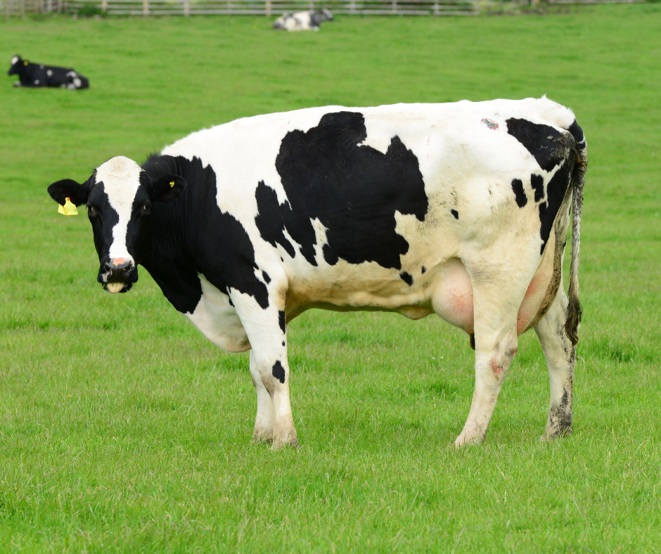 Cattle – Martin's Country Store