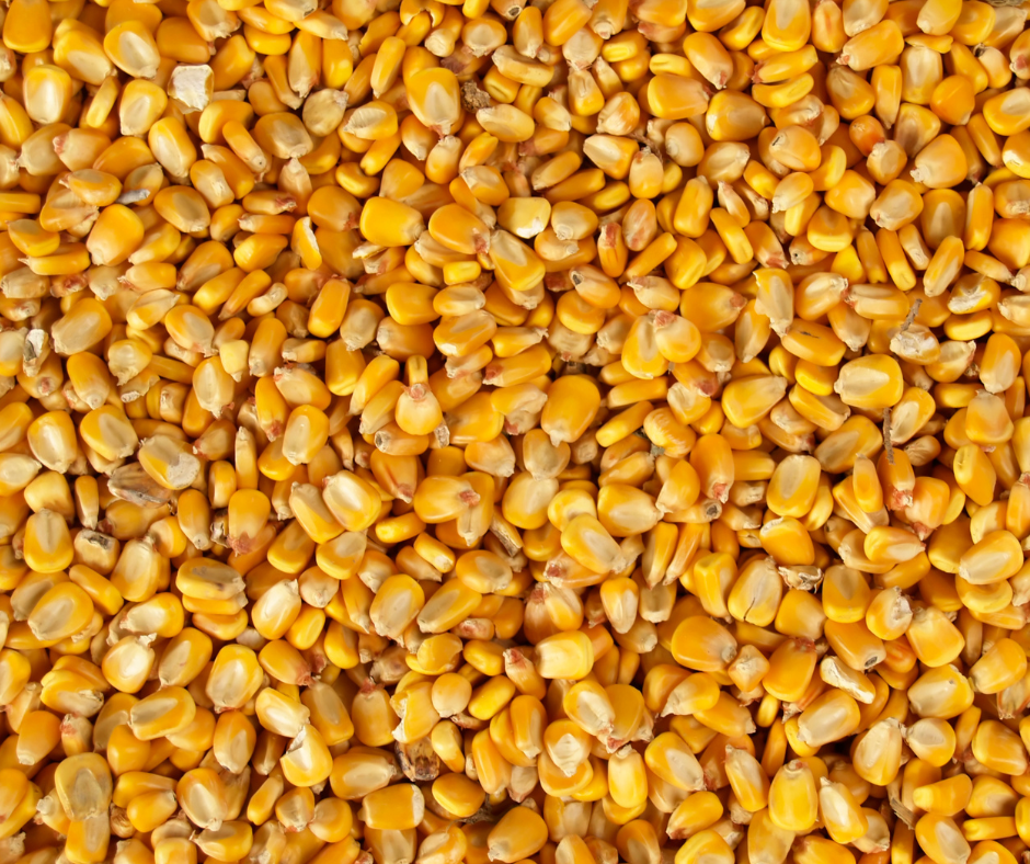 Corn – Martin's Country Store